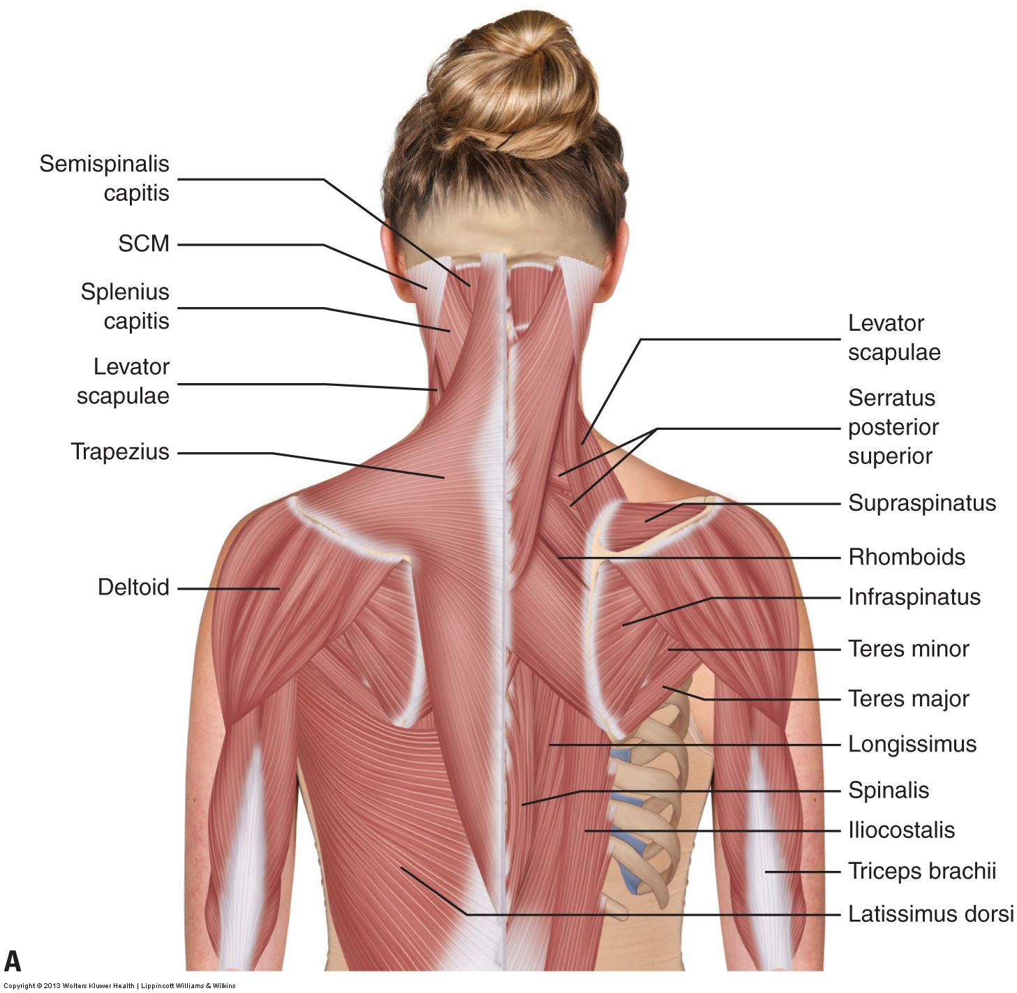 Muscles Of The Neck Musculature Of The Cervical Spine Muscles Of The Neck Musculature Of The Cervical Spine