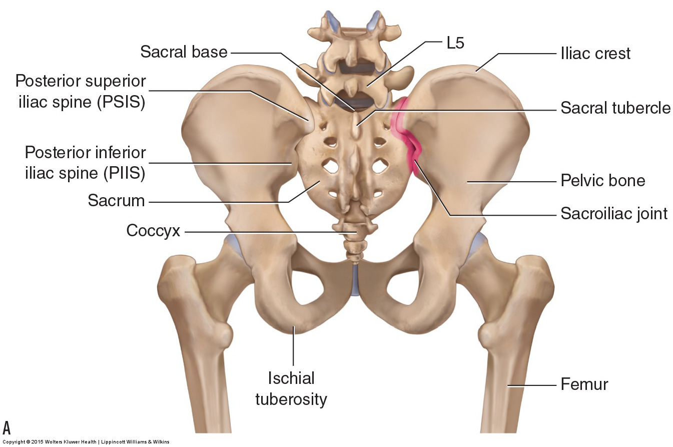 Bones Of The Lumbar Spine And Pelvis 2022 Bones Of The Lumbar Spine And Pelvis 2022